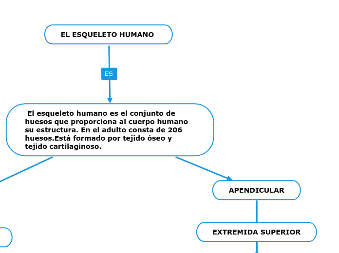 EL ESQUELETO HUMANO - Mind Map